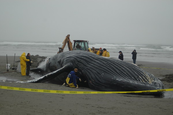 Humpback whale examination (6 October 2006) - https://cascadiaresearch.org