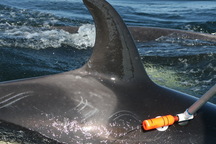 Killer whale field update September 2008 - https://cascadiaresearch.org