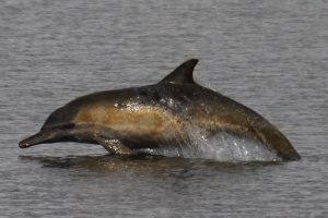 Long-beaked common dolphins in Puget Sound - https://cascadiaresearch.org