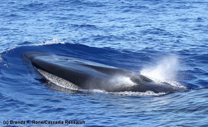 Fin whales in Hawai‘i - https://cascadiaresearch.org