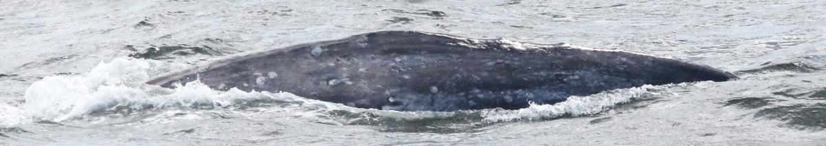 Whale in vessel collision on 23 April 2017 identified - https ...