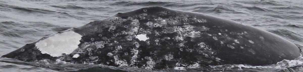The Sounders (NPS gray whales) - https://cascadiaresearch.org
