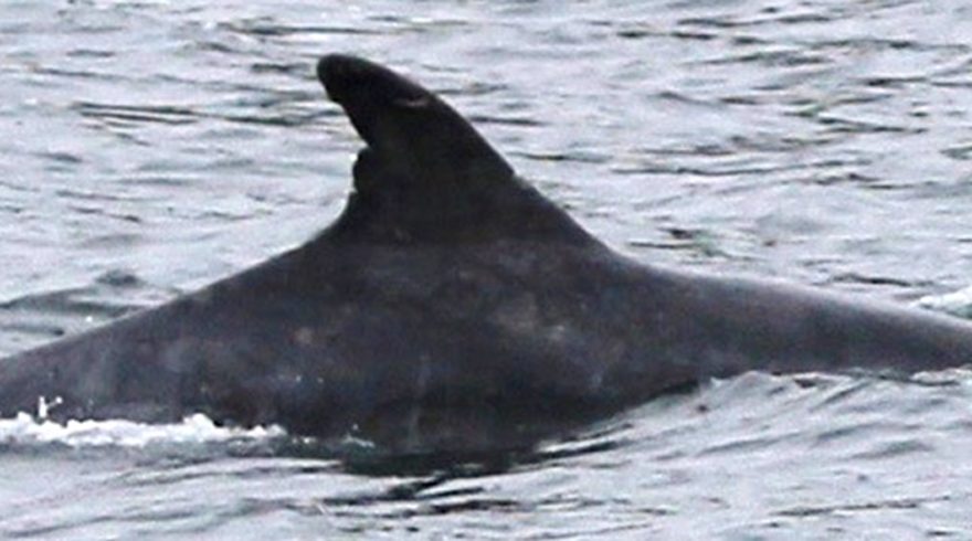 Puget Sound bottlenose dolphin identified as part of California coastal ...