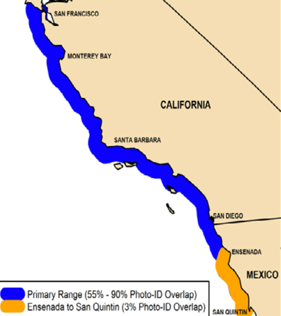 Puget Sound bottlenose dolphin identified as part of California coastal ...