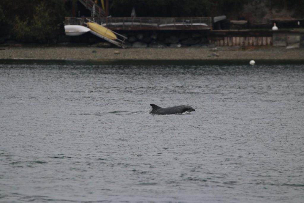 Puget Sound bottlenose dolphin identified as part of California coastal ...