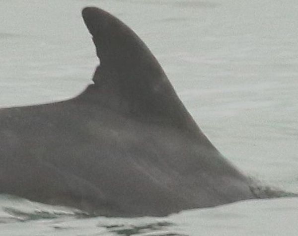 Second Puget Sound bottlenose dolphin from the coastal California stock ...