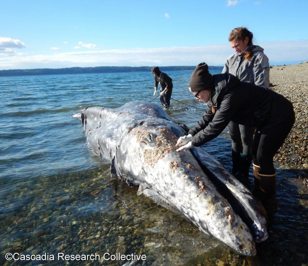 Examination of dead gray whale in Longbranch reveals malnutrition and ...
