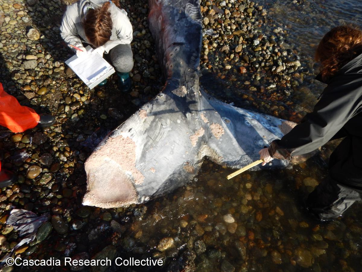 Examination of dead gray whale in Longbranch reveals malnutrition and ...
