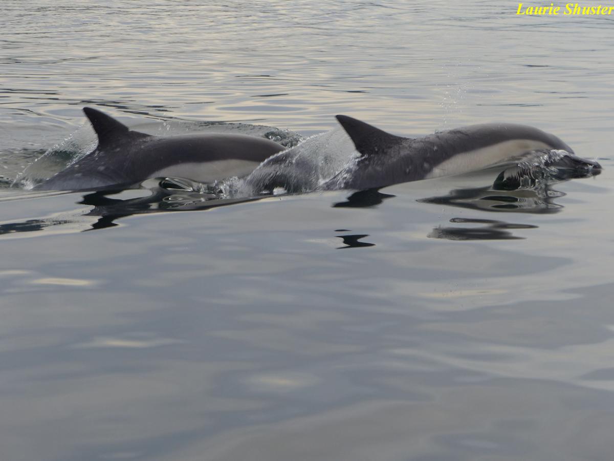 Common dolphin dubbed “Big Back Notch” found dead in Olympia – https ...