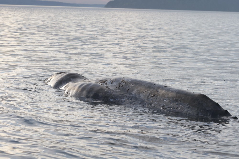 Update on gray whale strandings in Washington – 15 April 2020 – https ...