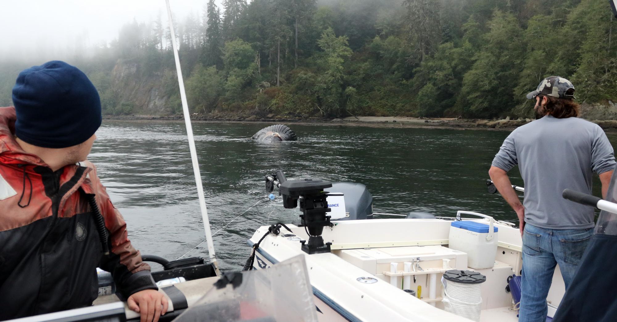 Dead humpback whale in Strait de Juan de Fuca examined - https://cascadiaresearch.org
