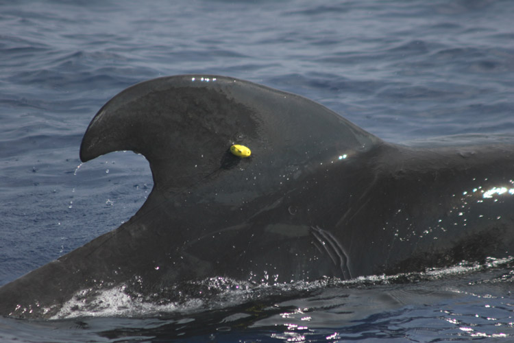 Using satellite tags to study movements and population structure of ...