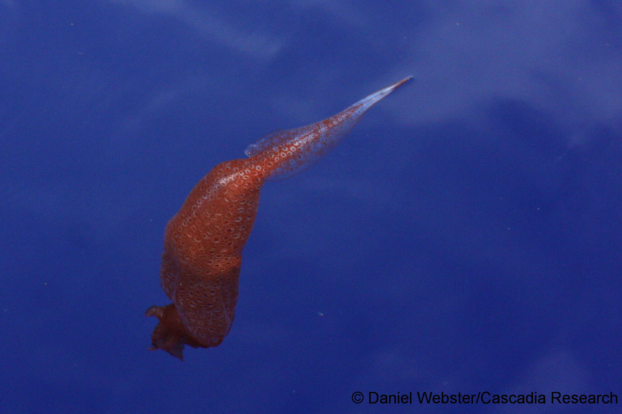 Hawaiian Pelagic Cephalopods - https://cascadiaresearch.org