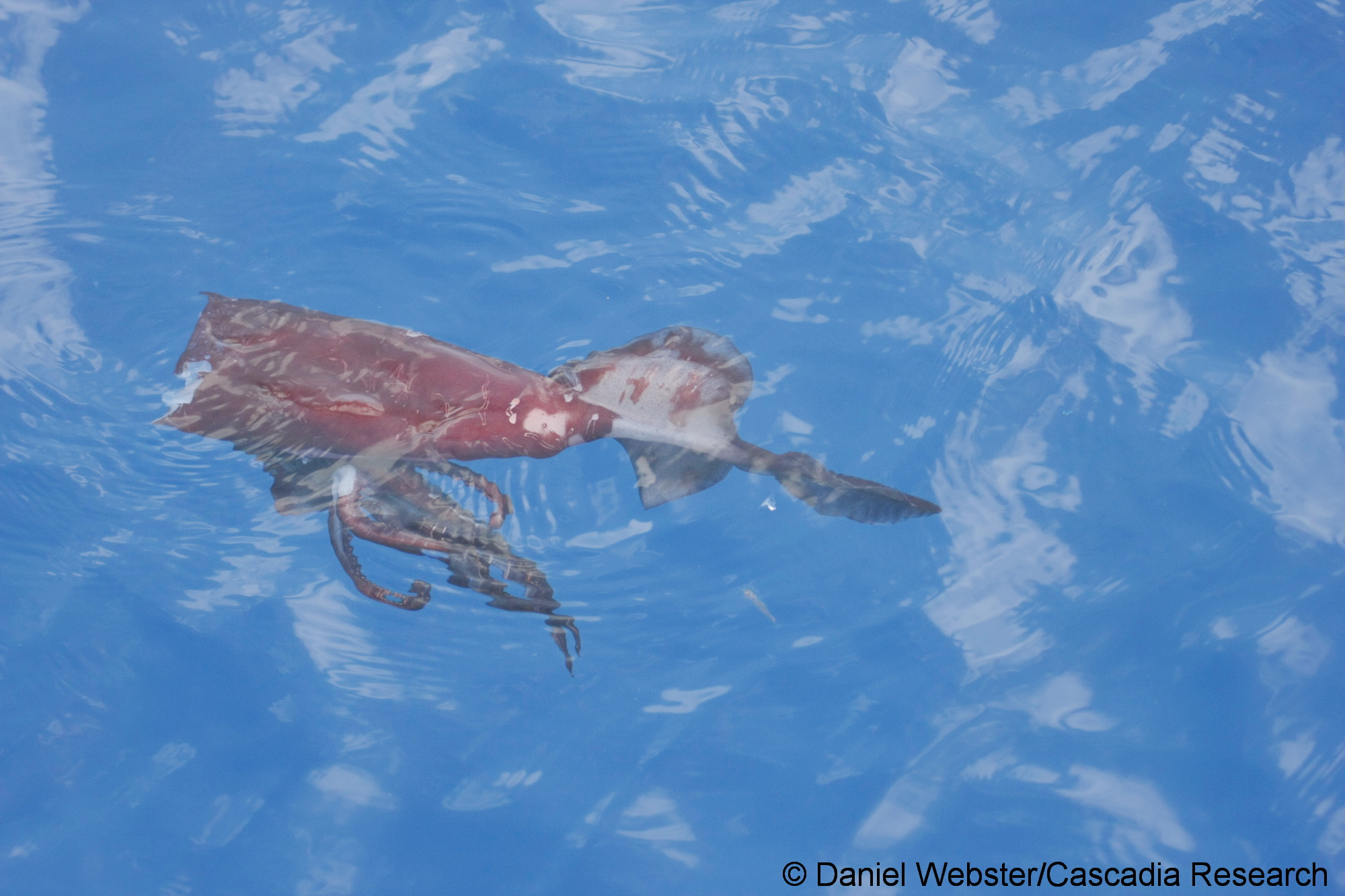 Hawaiian Pelagic Cephalopods - https://cascadiaresearch.org