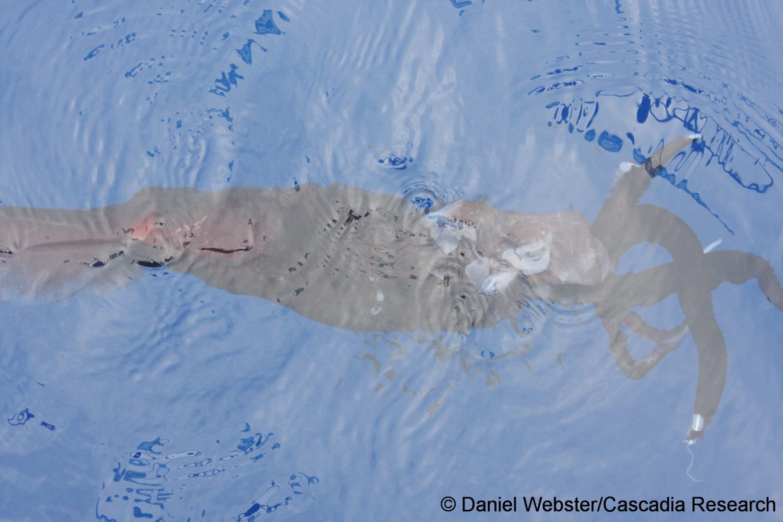 Hawaiian Pelagic Cephalopods – https://cascadiaresearch.org