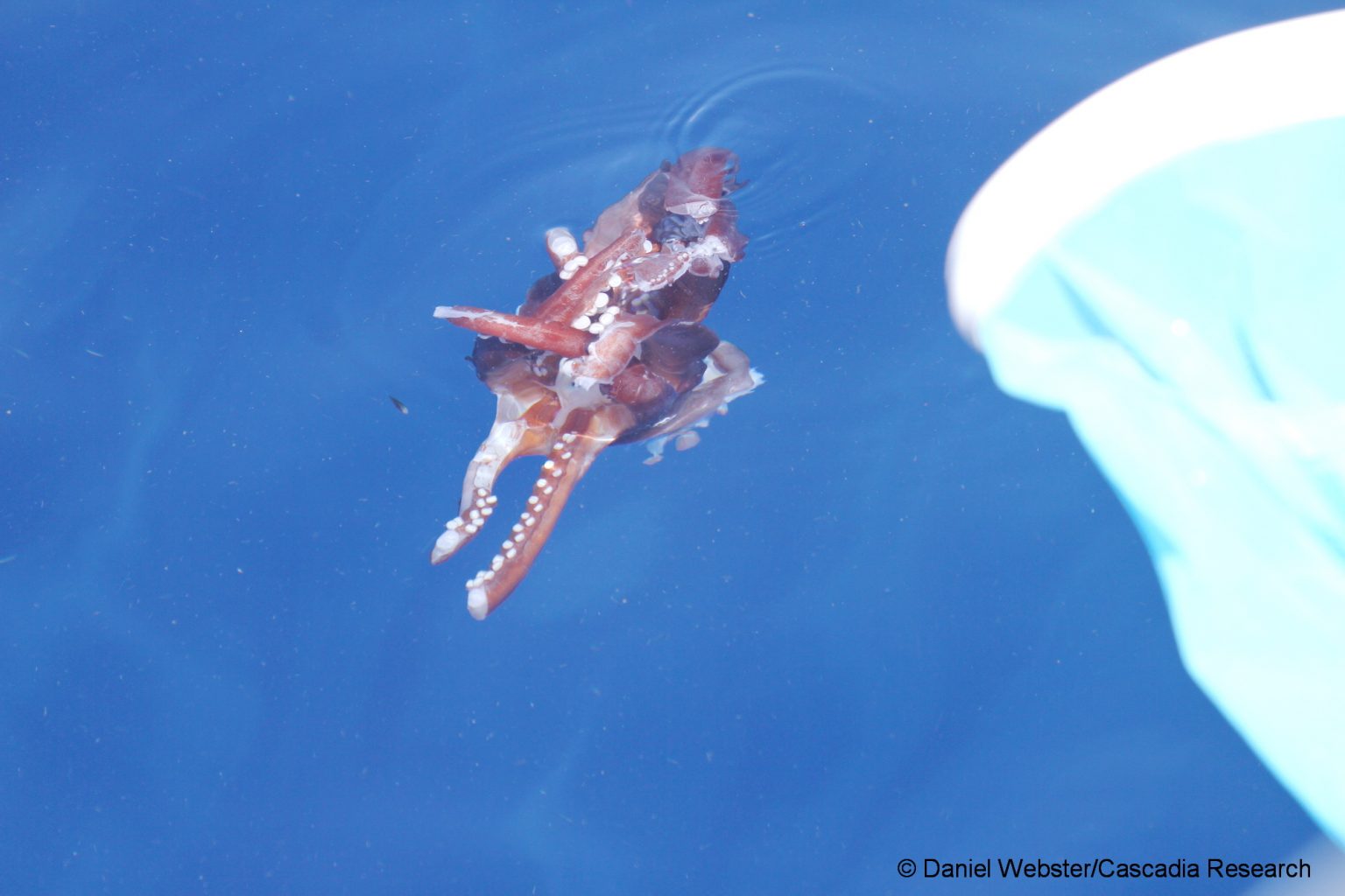 Hawaiian Pelagic Cephalopods - https://cascadiaresearch.org