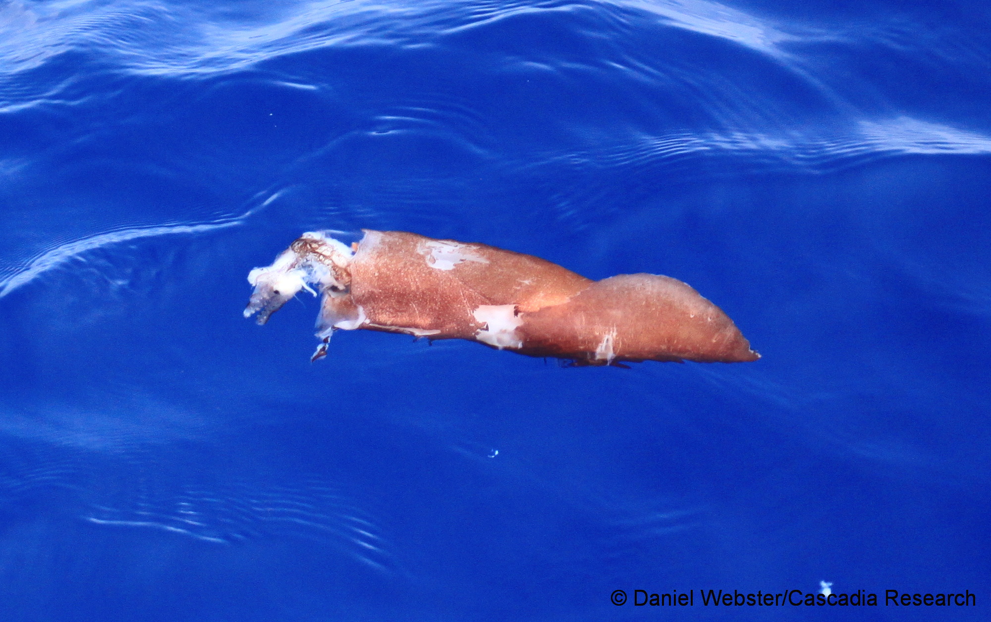Hawaiian Pelagic Cephalopods - https://cascadiaresearch.org