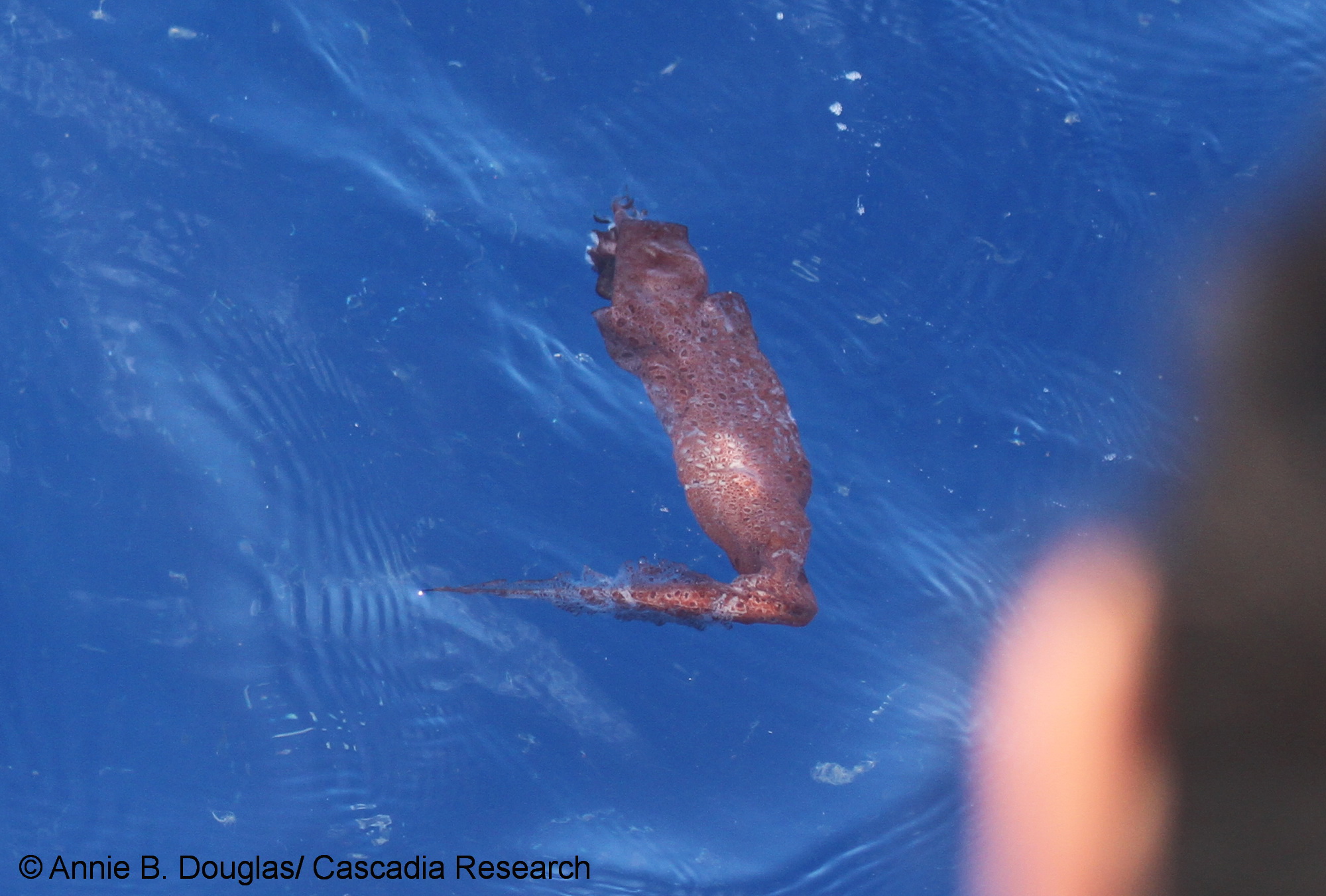 Hawaiian Pelagic Cephalopods – https://cascadiaresearch.org