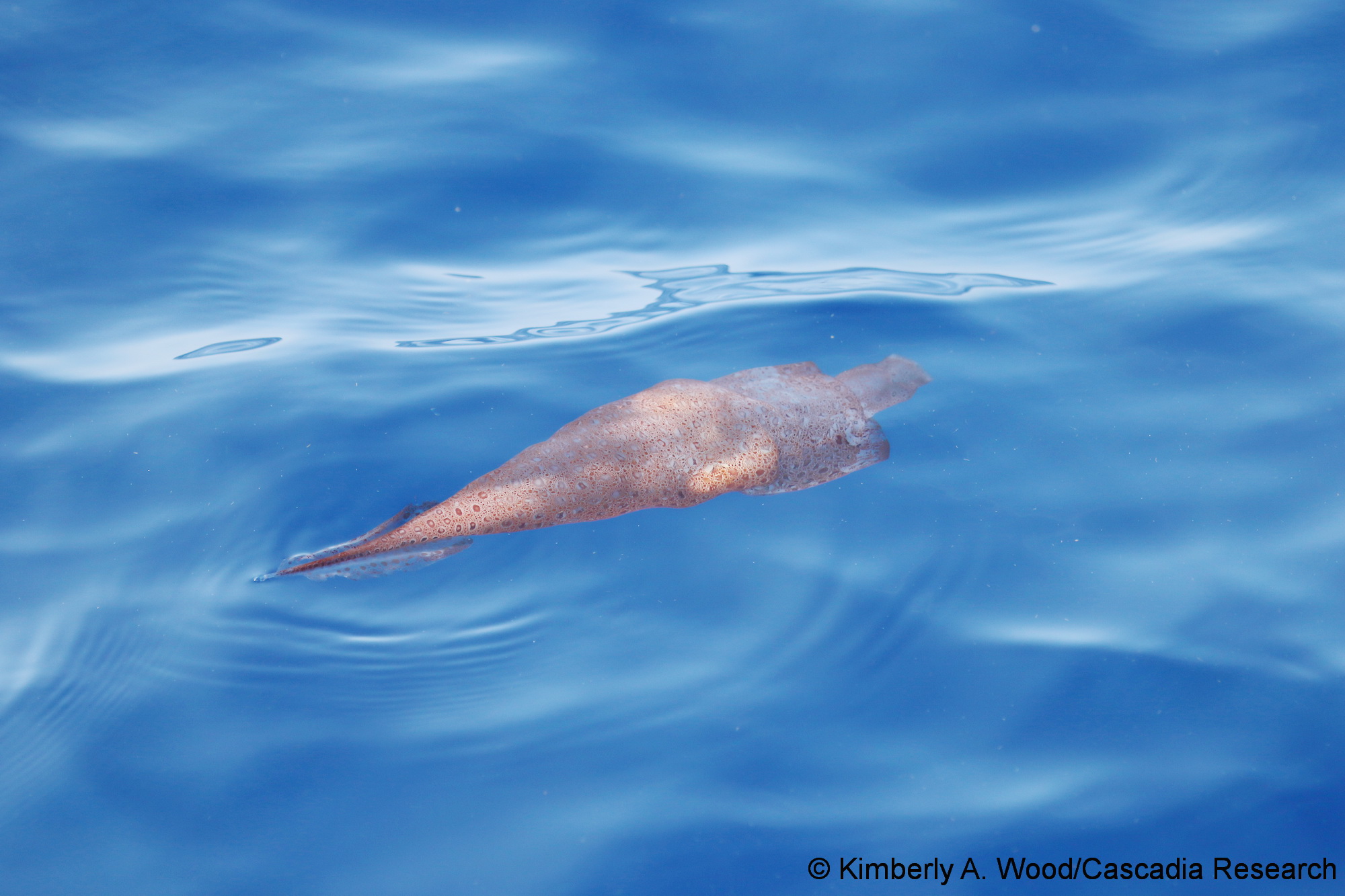 Hawaiian Pelagic Cephalopods - https://cascadiaresearch.org
