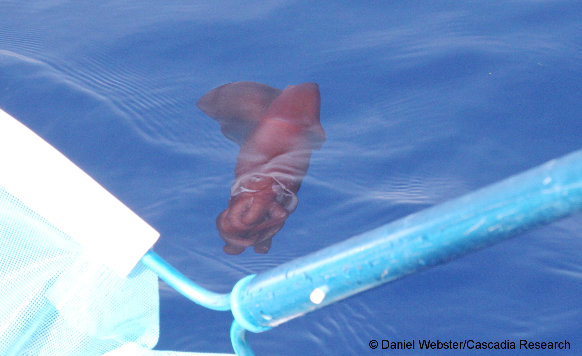 Hawaiian Pelagic Cephalopods - https://cascadiaresearch.org