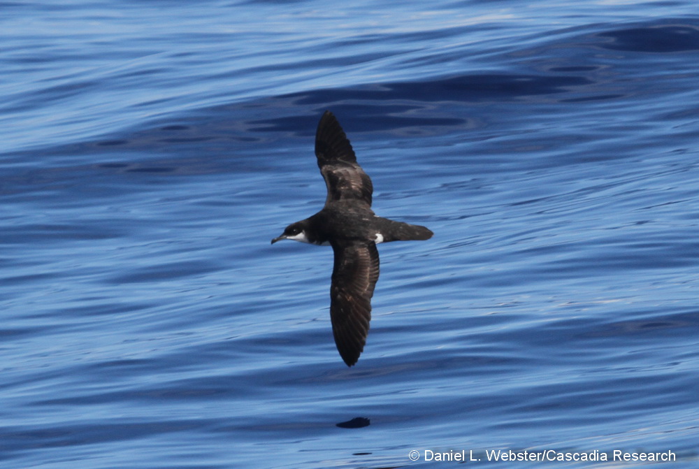Hawaiian seabirds - https://cascadiaresearch.org