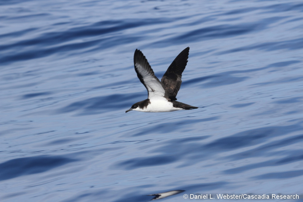 Hawaiian seabirds - https://cascadiaresearch.org