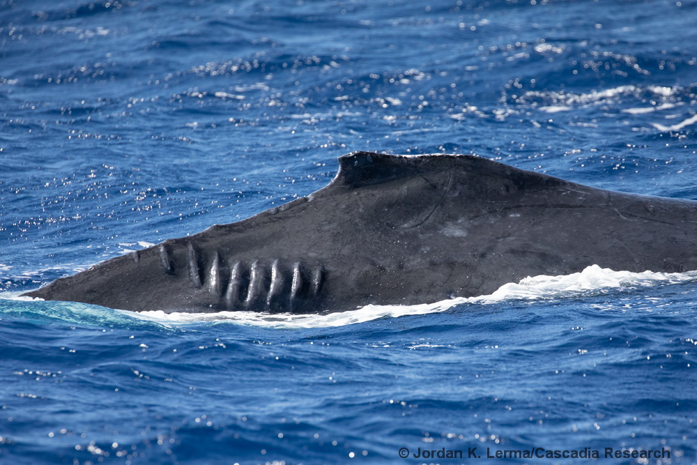 Humpback whales in Hawai‘i - https://cascadiaresearch.org