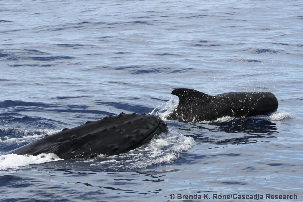 Humpback whales in Hawai‘i - https://cascadiaresearch.org