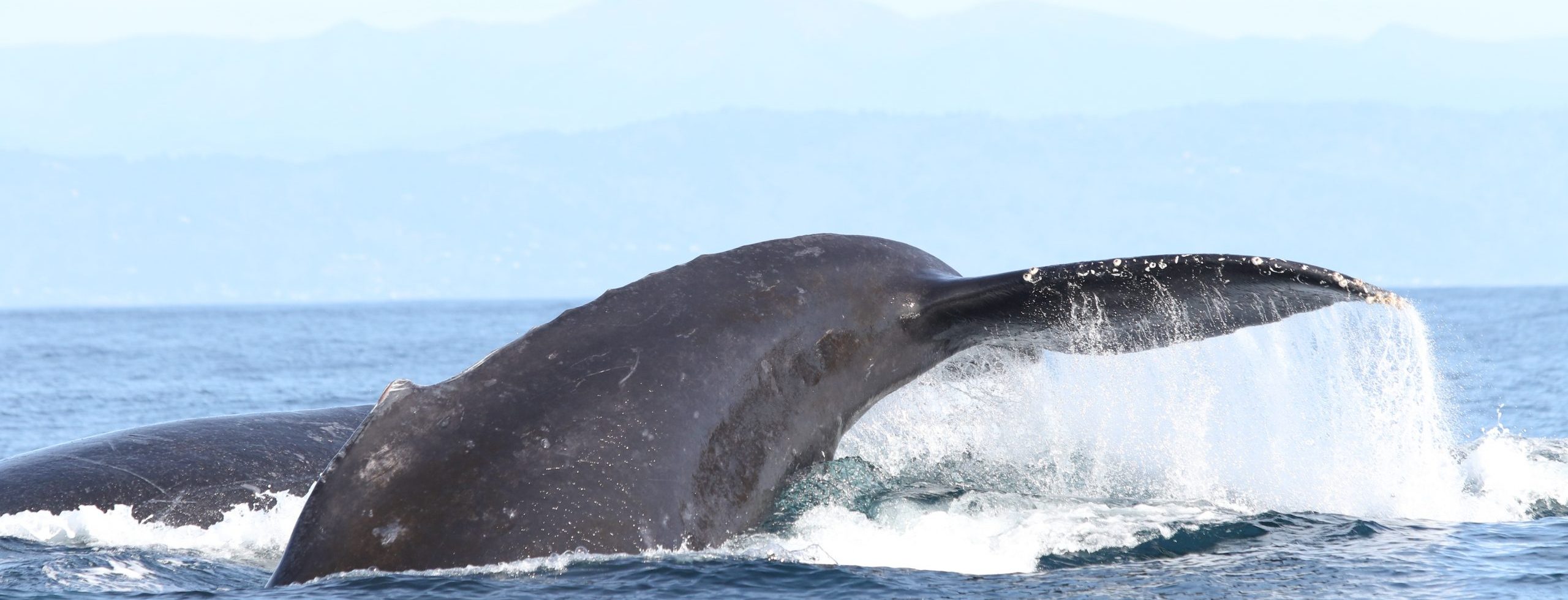 Humpback Whales - https://cascadiaresearch.org