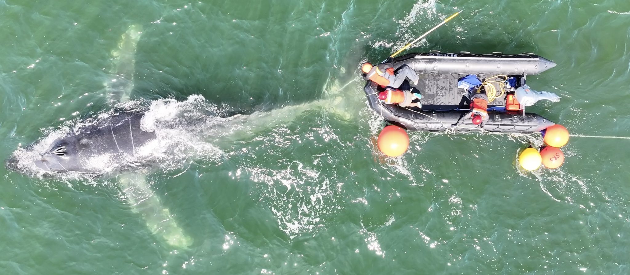 Young Humpback Whale “Starry Knight” Freed from Second Entanglement in the Salish Sea - https ...