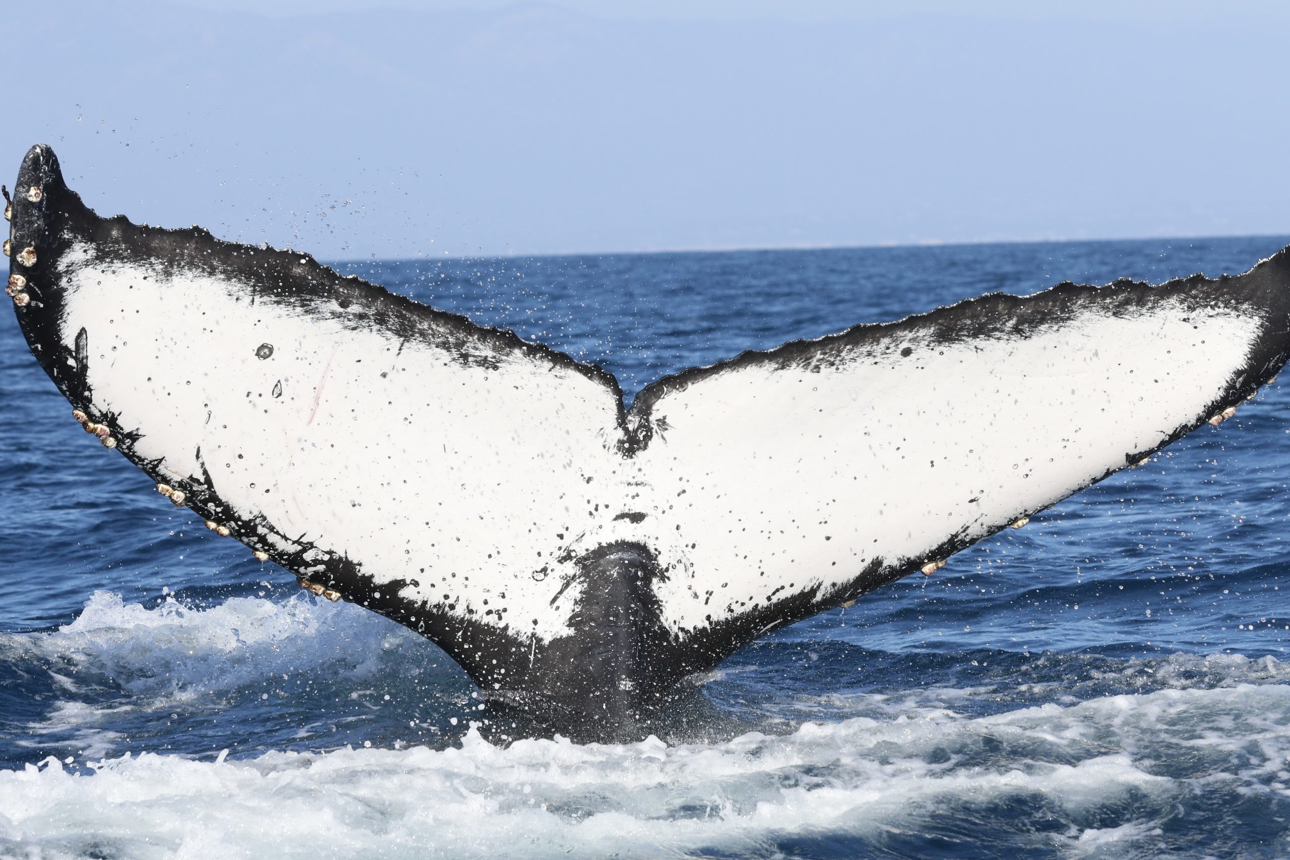 Humpback Whales - https://cascadiaresearch.org