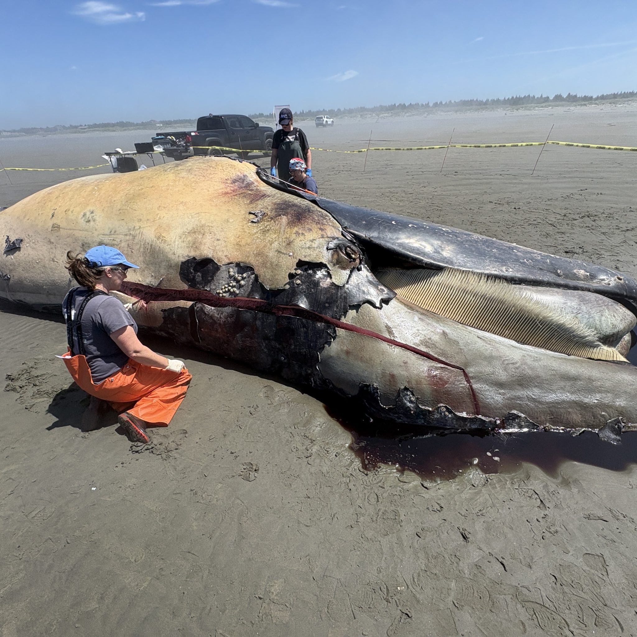 Number of gray whale strandings in Washington during 2026 reaches 30 ...