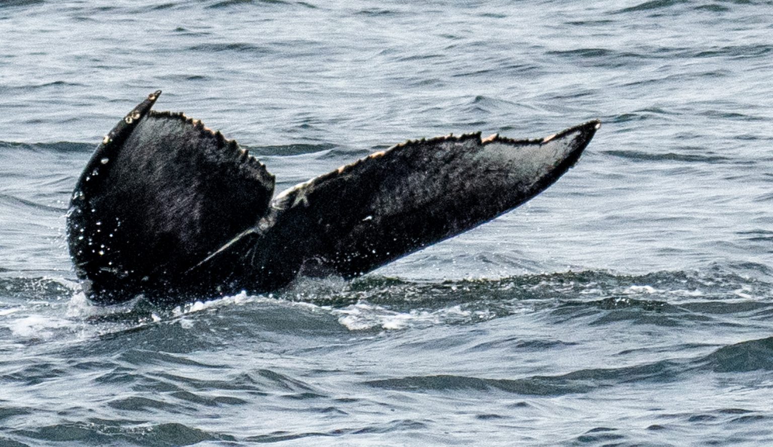 Whale Freed from Life-Threatening Entanglement in the Salish Sea – Resighted Appearing Stronger ...