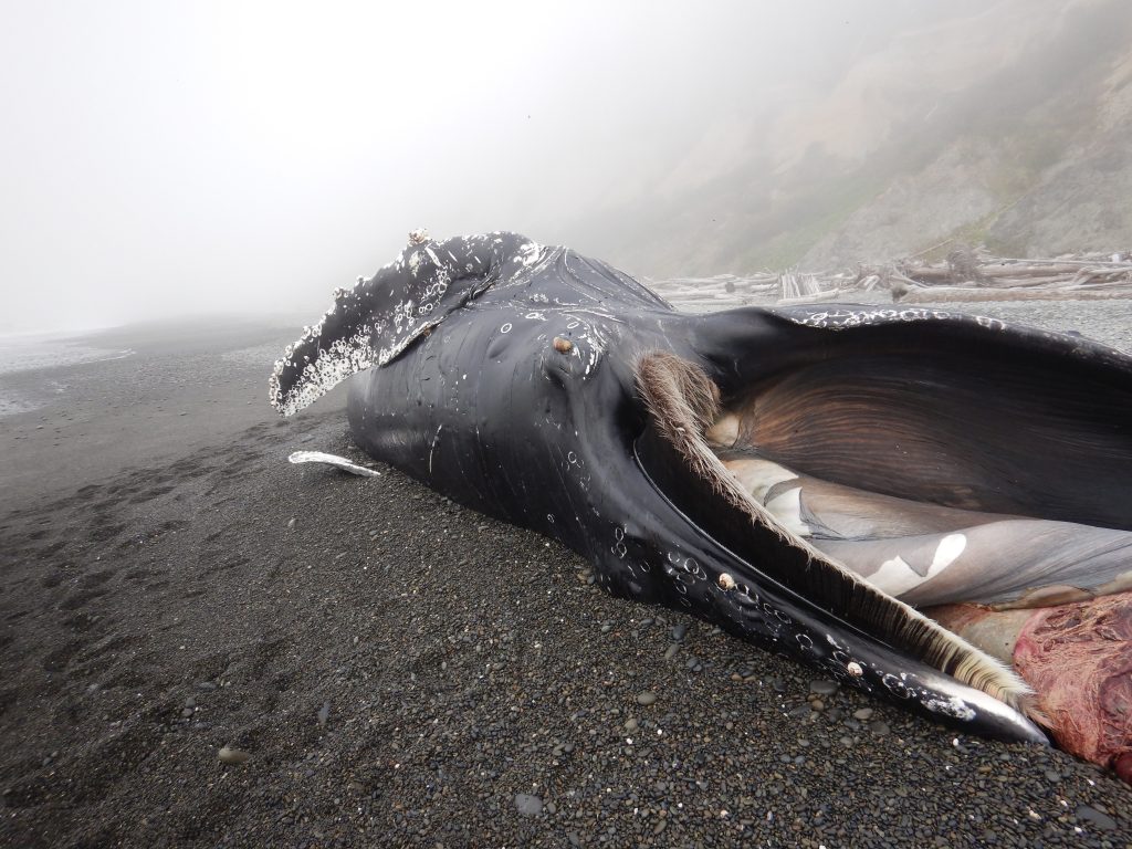 Second whale ship strike mortality in Washington State in October ...