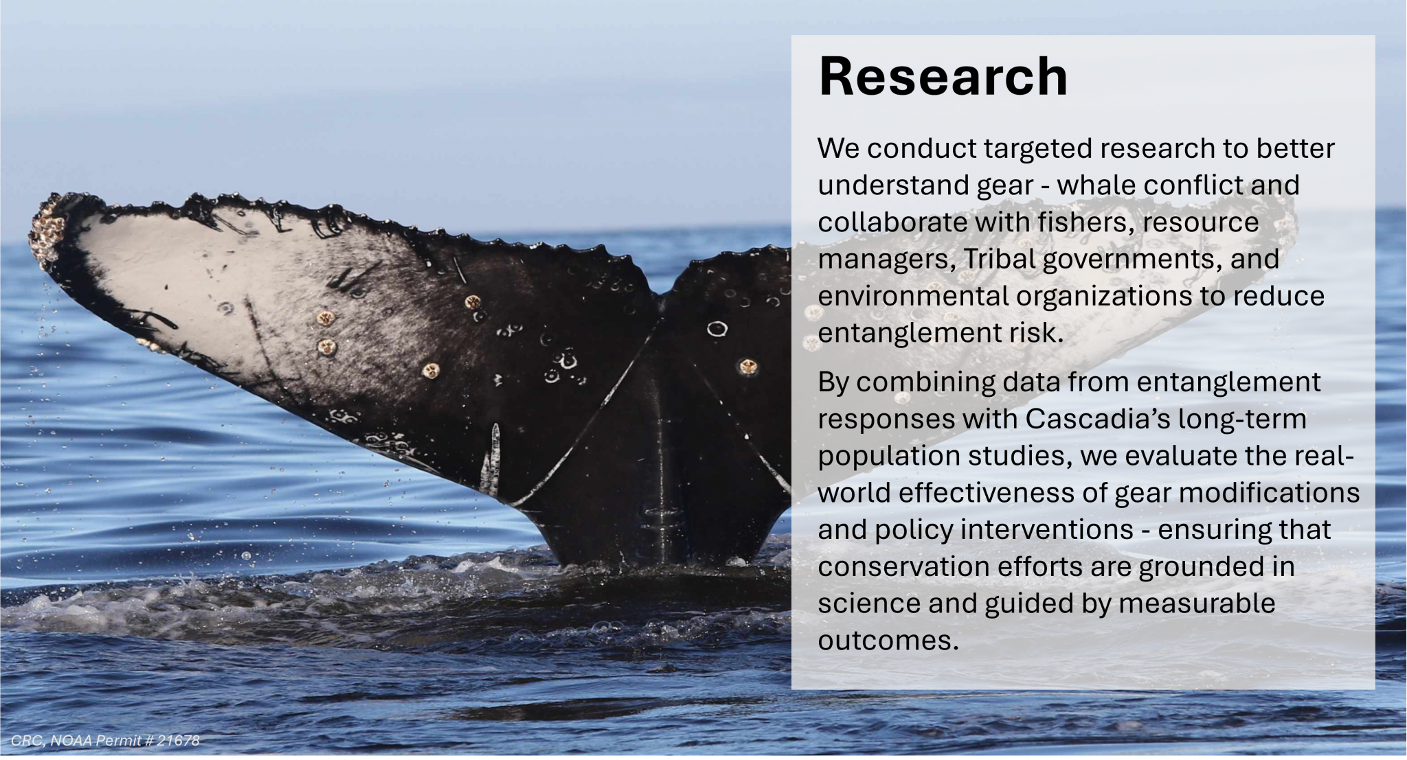 Whale Entanglement Response Program - https://cascadiaresearch.org