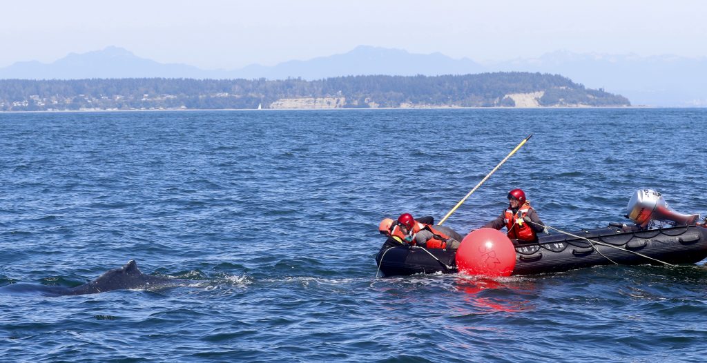 Young Humpback Whale “Starry Knight” Freed from Second Entanglement in the Salish Sea – https ...