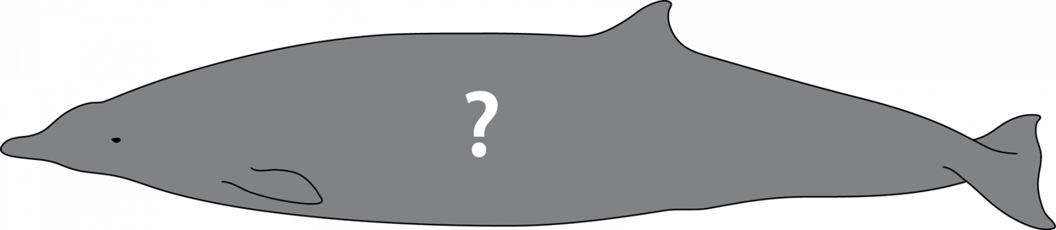 Cross seamount beaked whales in Hawai‘i - https://cascadiaresearch.org