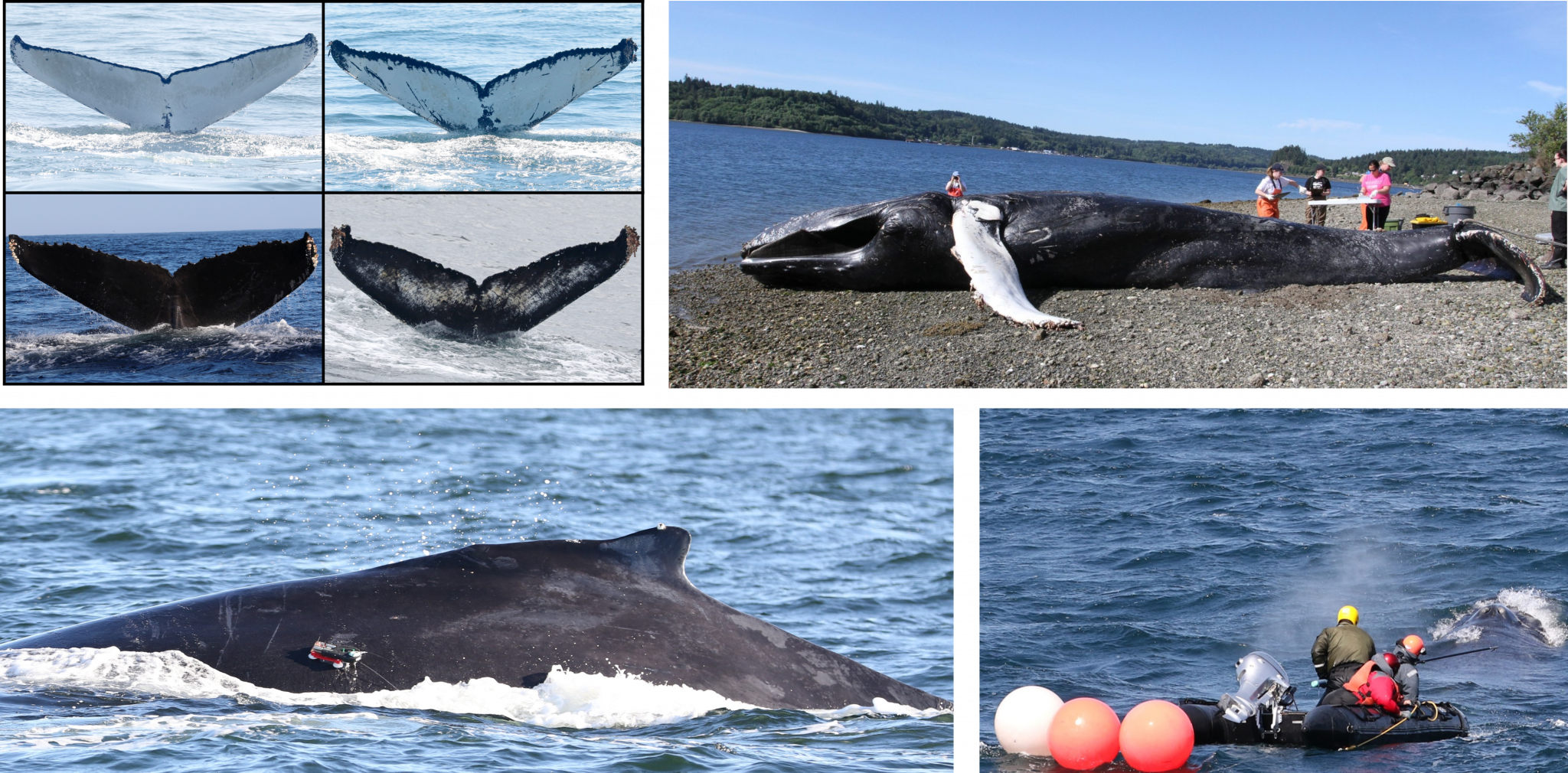 Humpback Whales - https://cascadiaresearch.org