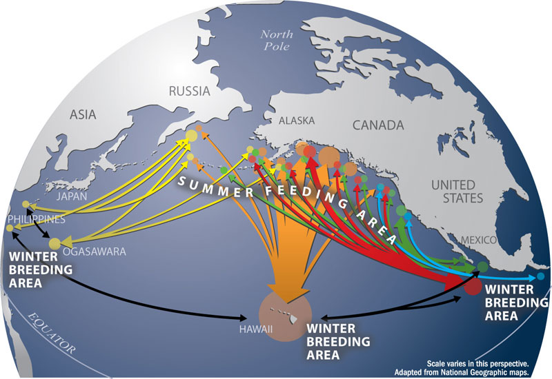 Humpback Whales - https://cascadiaresearch.org