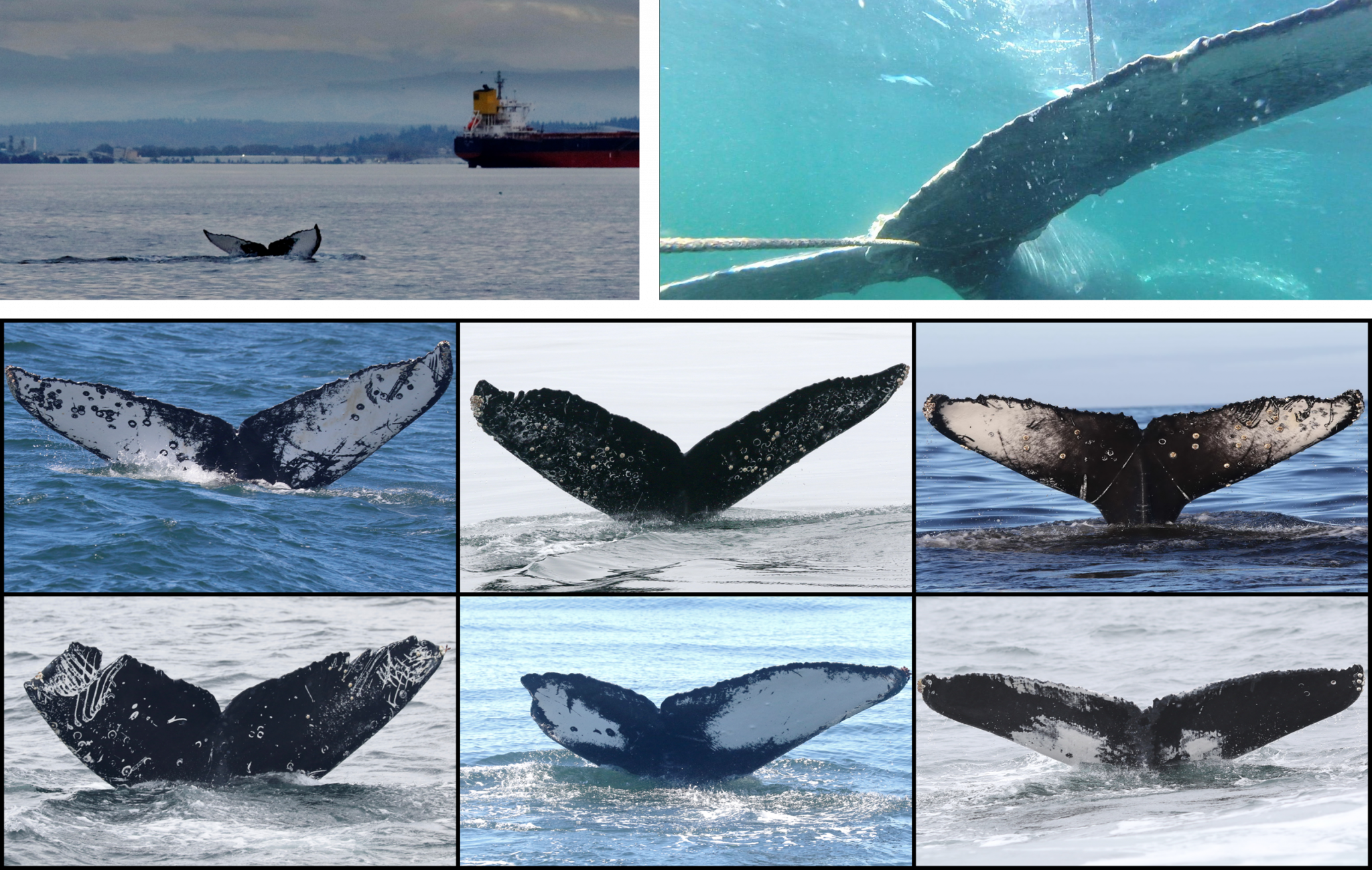 Humpback Whales - https://cascadiaresearch.org